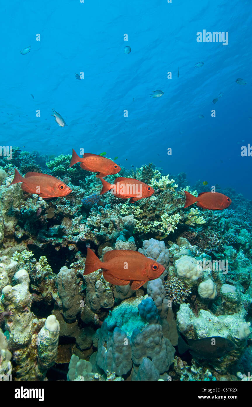 Egypt, Red Sea, Common bigeye (Priacanthus hamrur Stock Photo - Alamy