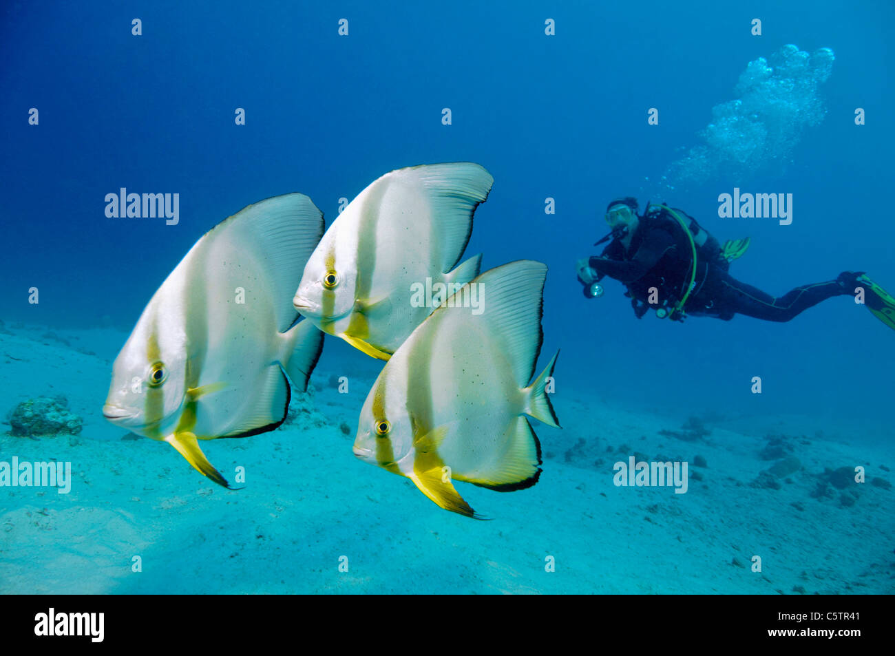Egypt, Red Sea, Scuba diver with Circular batfish (Platax orbicularis ...