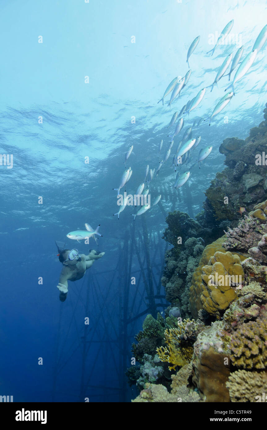 Red sea fusilier fish hi-res stock photography and images - Alamy