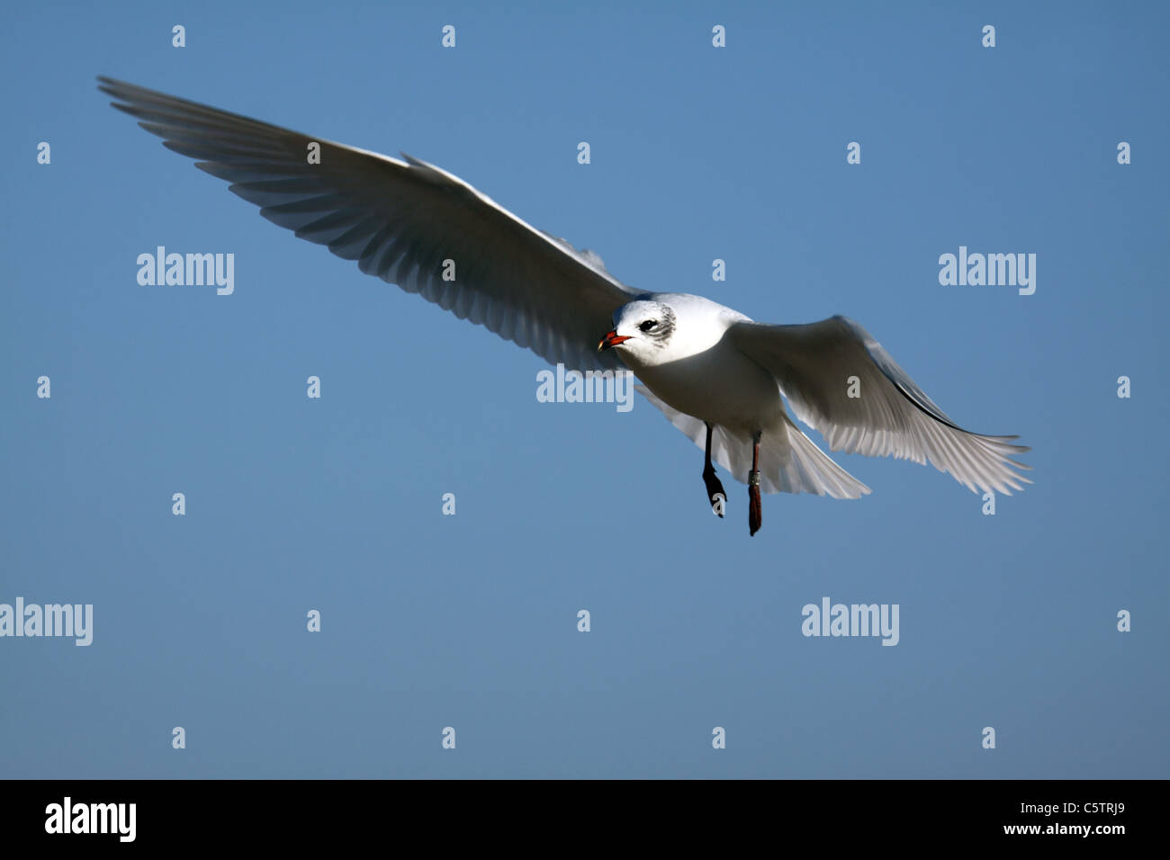 Adult Mediterranean Gull in flight in clear blue sky Stock Photo - Alamy