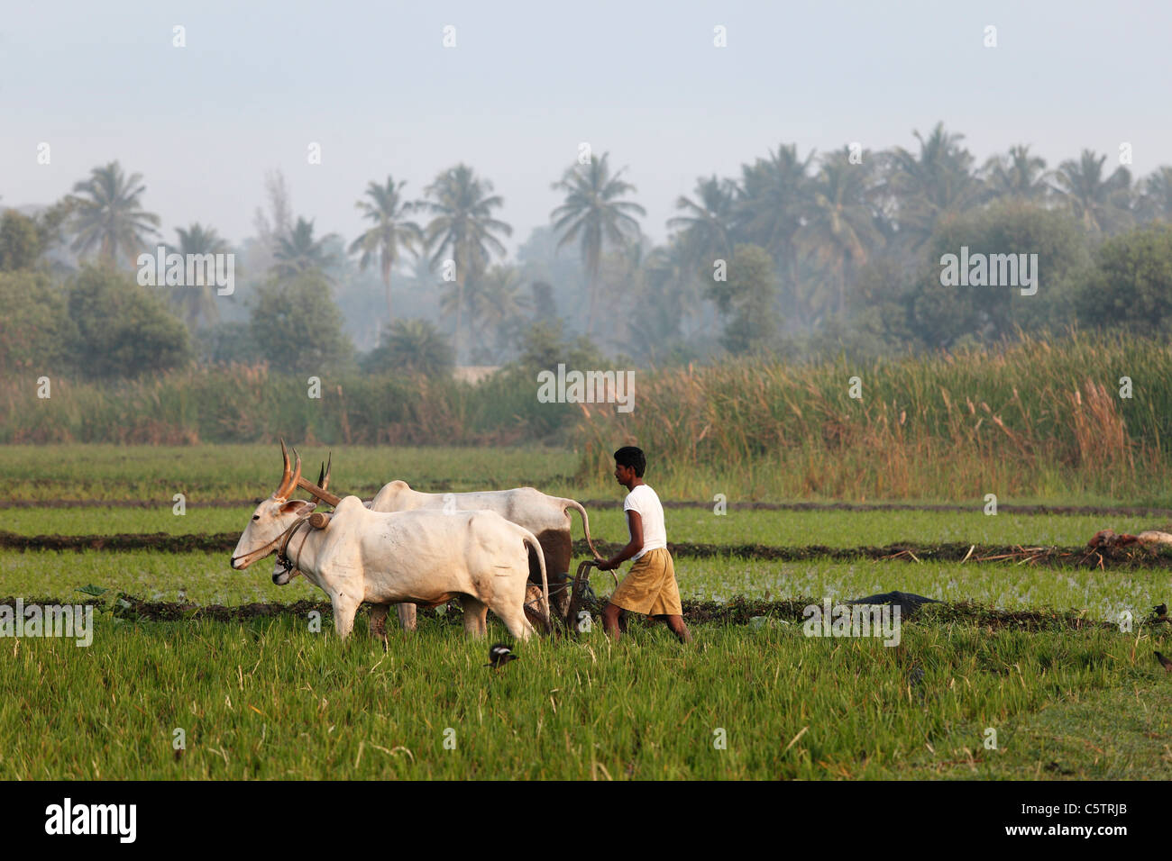 India, South India, Karnataka, Pandavapura, Farmer ploughing in rice ...