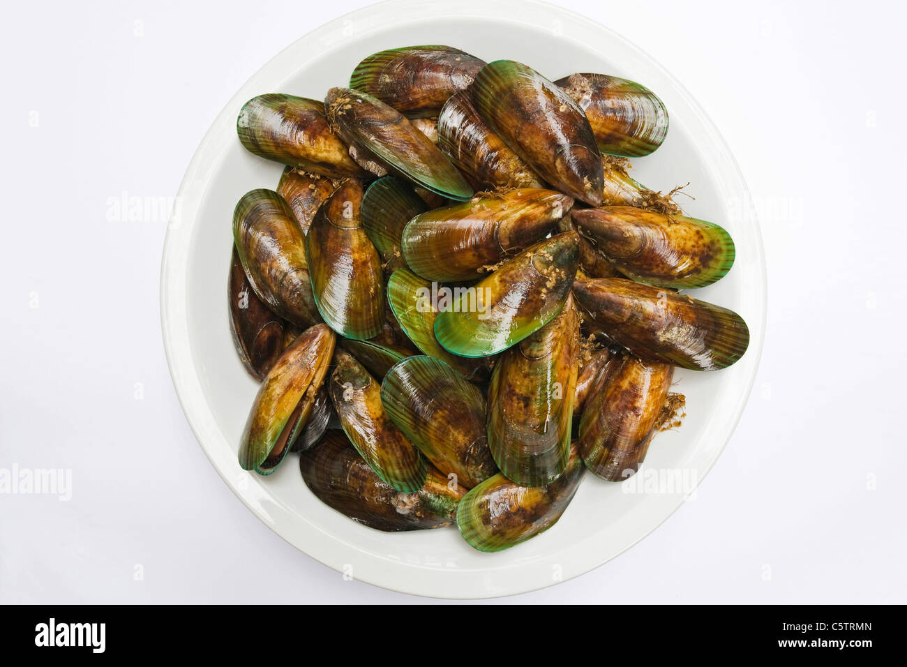 Perna canaliculus hi-res stock photography and images - Alamy