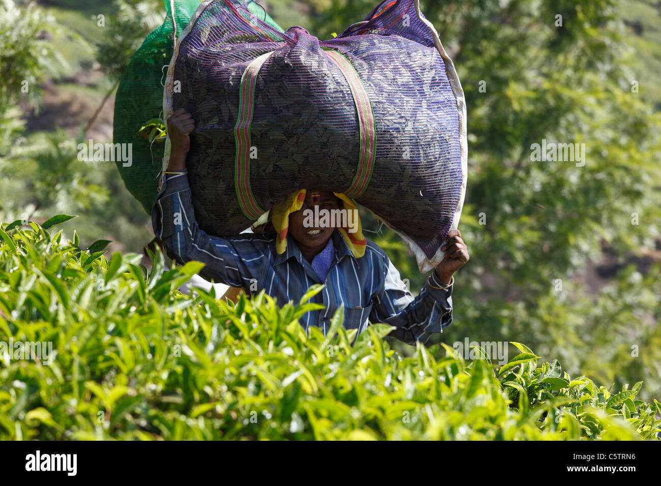 India, kerala, Munnar, Tea picker carrying bag of tea leaf Stock Photo ...