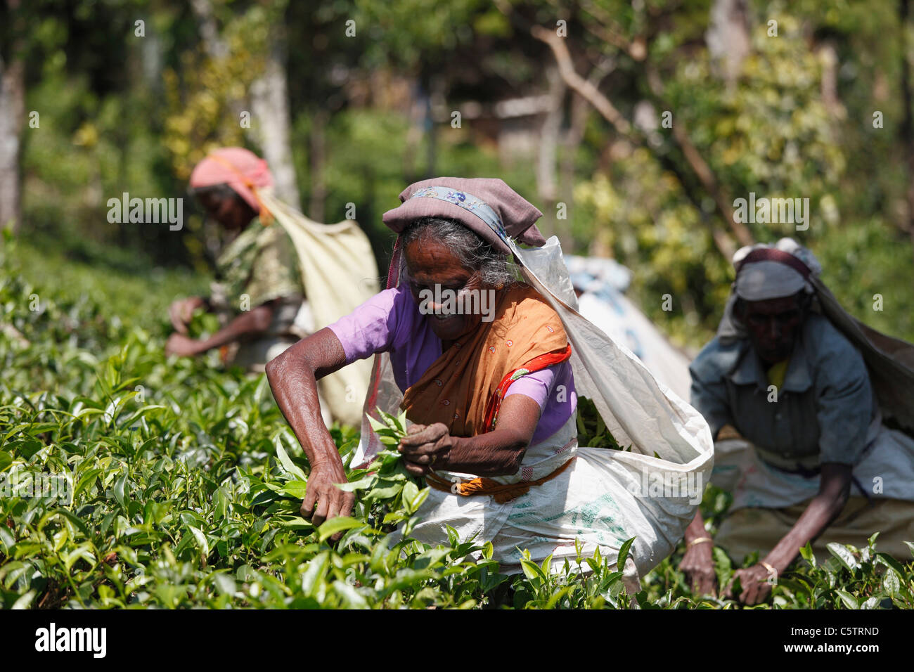 India, kerala, Pampanar, Tea pickers working in tea field Stock Photo ...