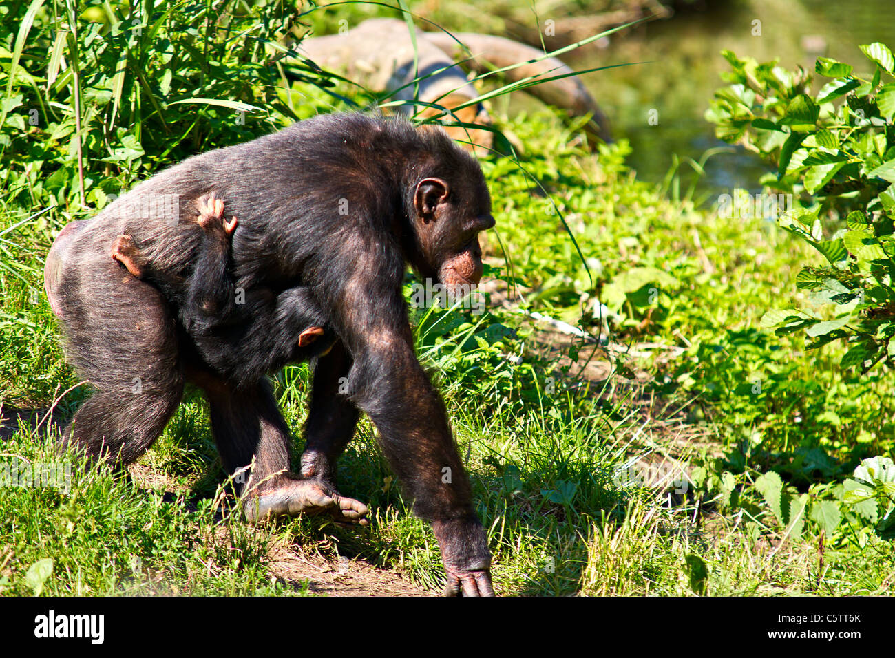 Baby chimp hi-res stock photography and images - Alamy