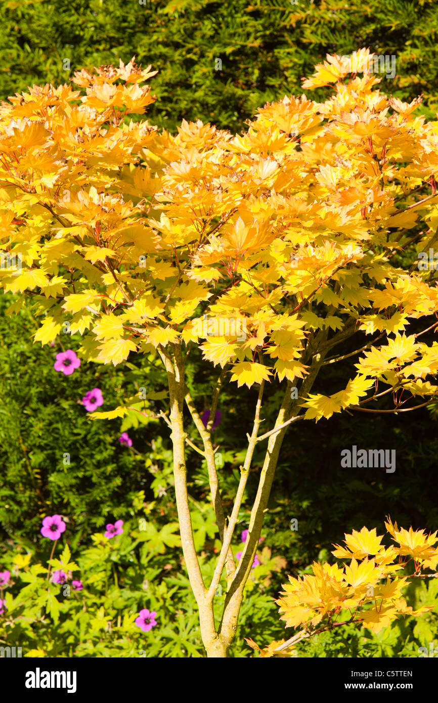 Acer shrub in a garden hi-res stock photography and images - Alamy