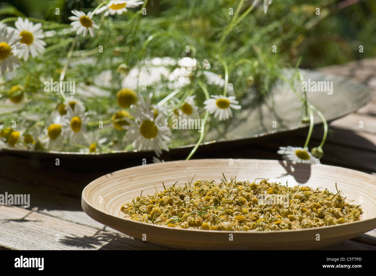 Austria, Salzburger Land, Drying Camomile Blossoms (Matricaria ...