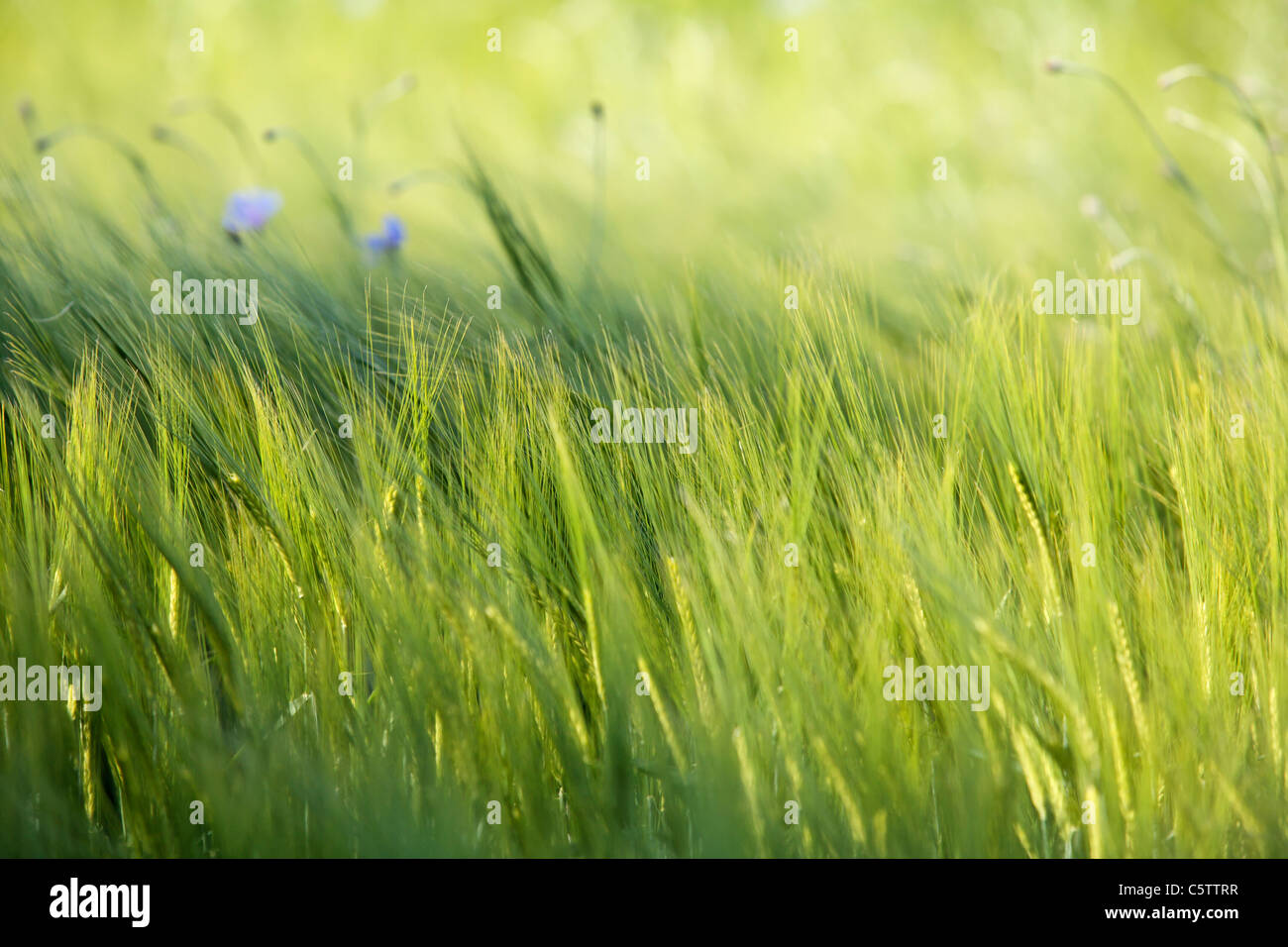 Grain in the field hi-res stock photography and images - Alamy