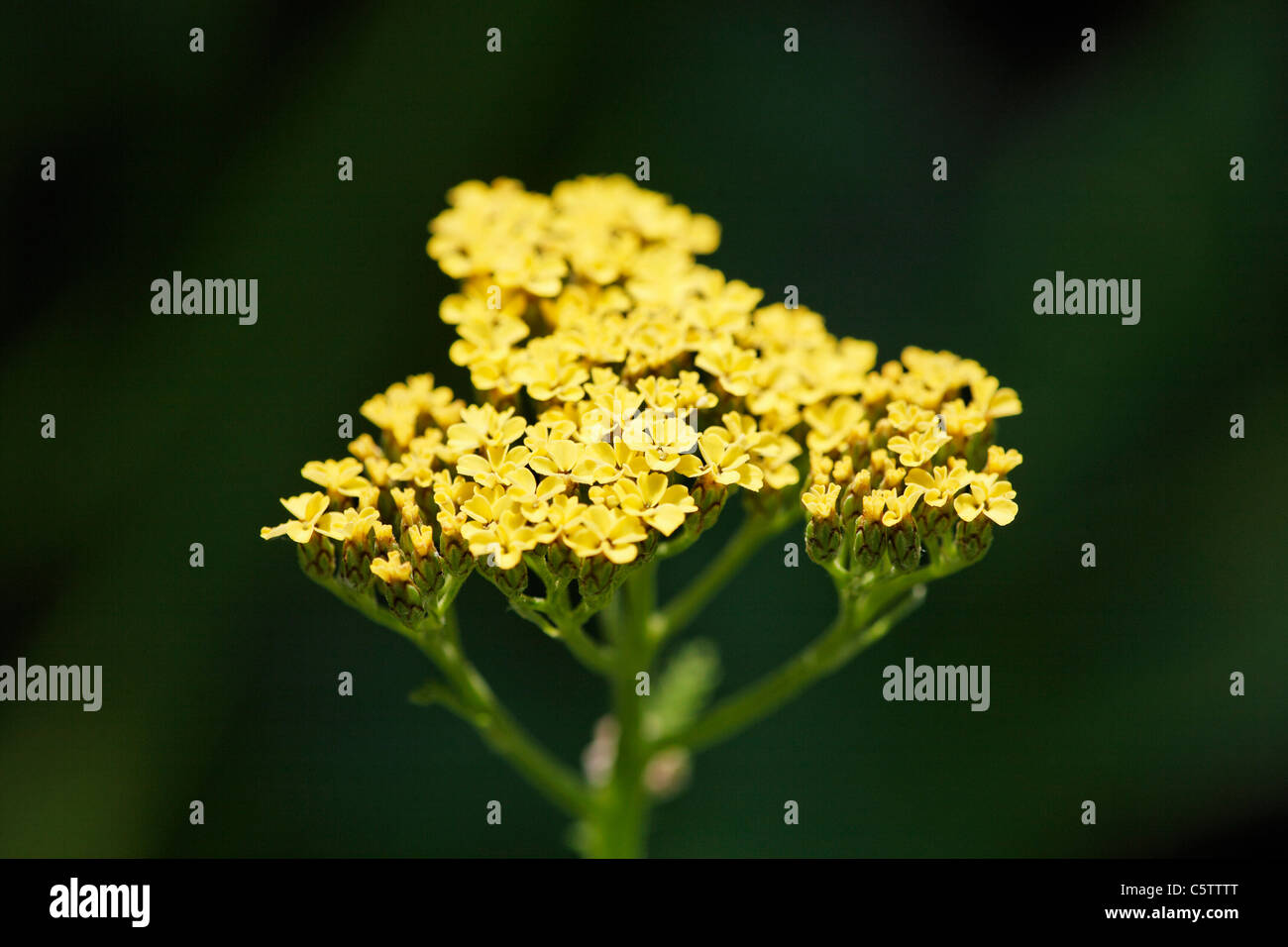 Golden yarrow hi-res stock photography and images - Alamy
