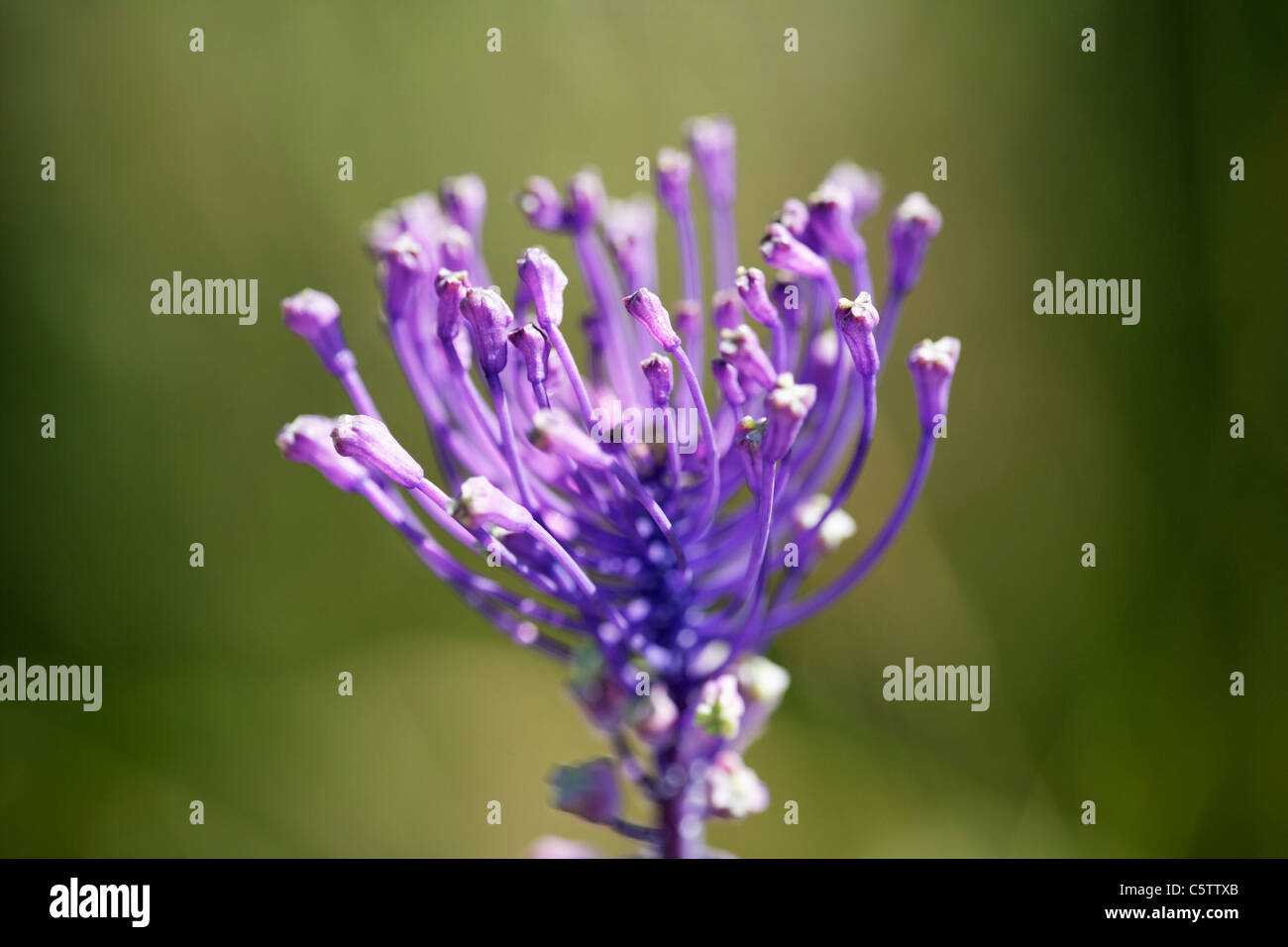 Feather hyacinth hi-res stock photography and images - Alamy