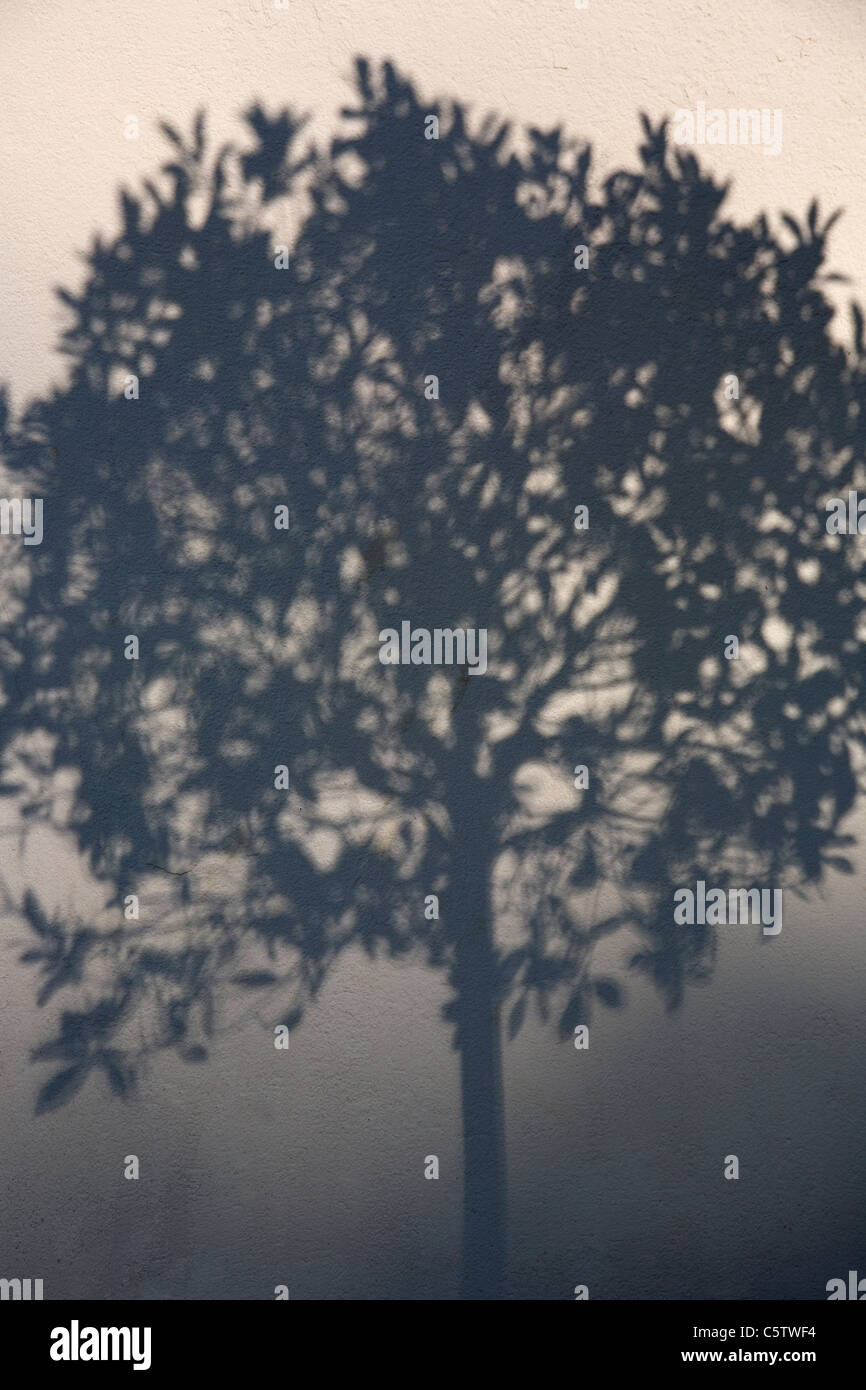 Tree shadow hi-res stock photography and images - Alamy