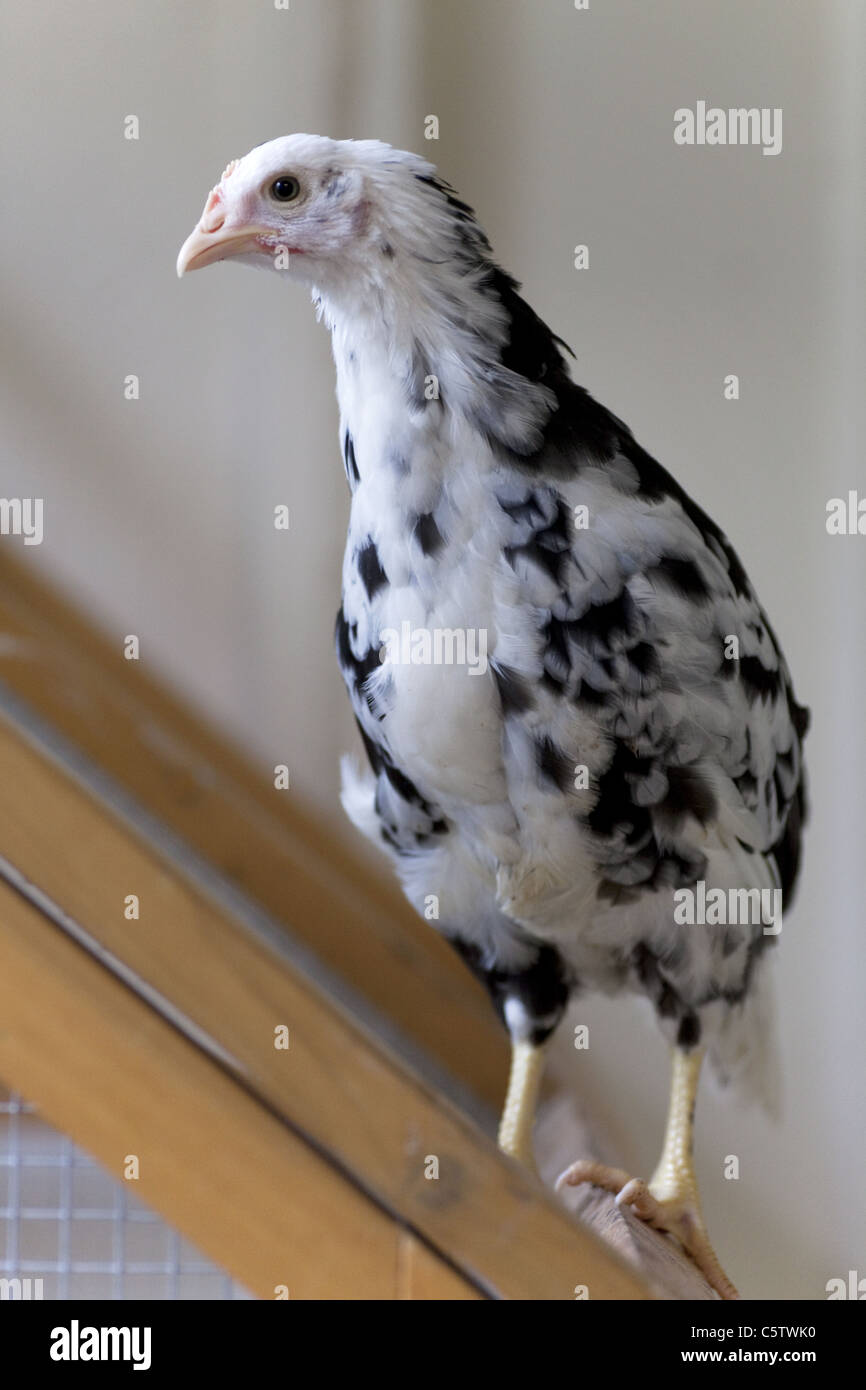 Exchequer Leghorn Chicken Stock Photo - Alamy
