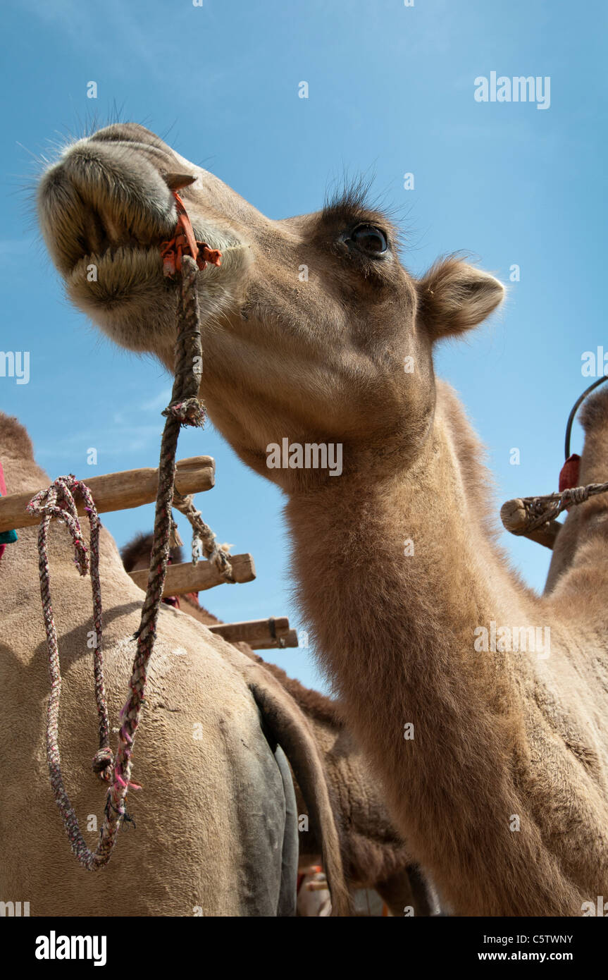 Camel waits for return of Chinese tourist it carried up the Mingsha ...