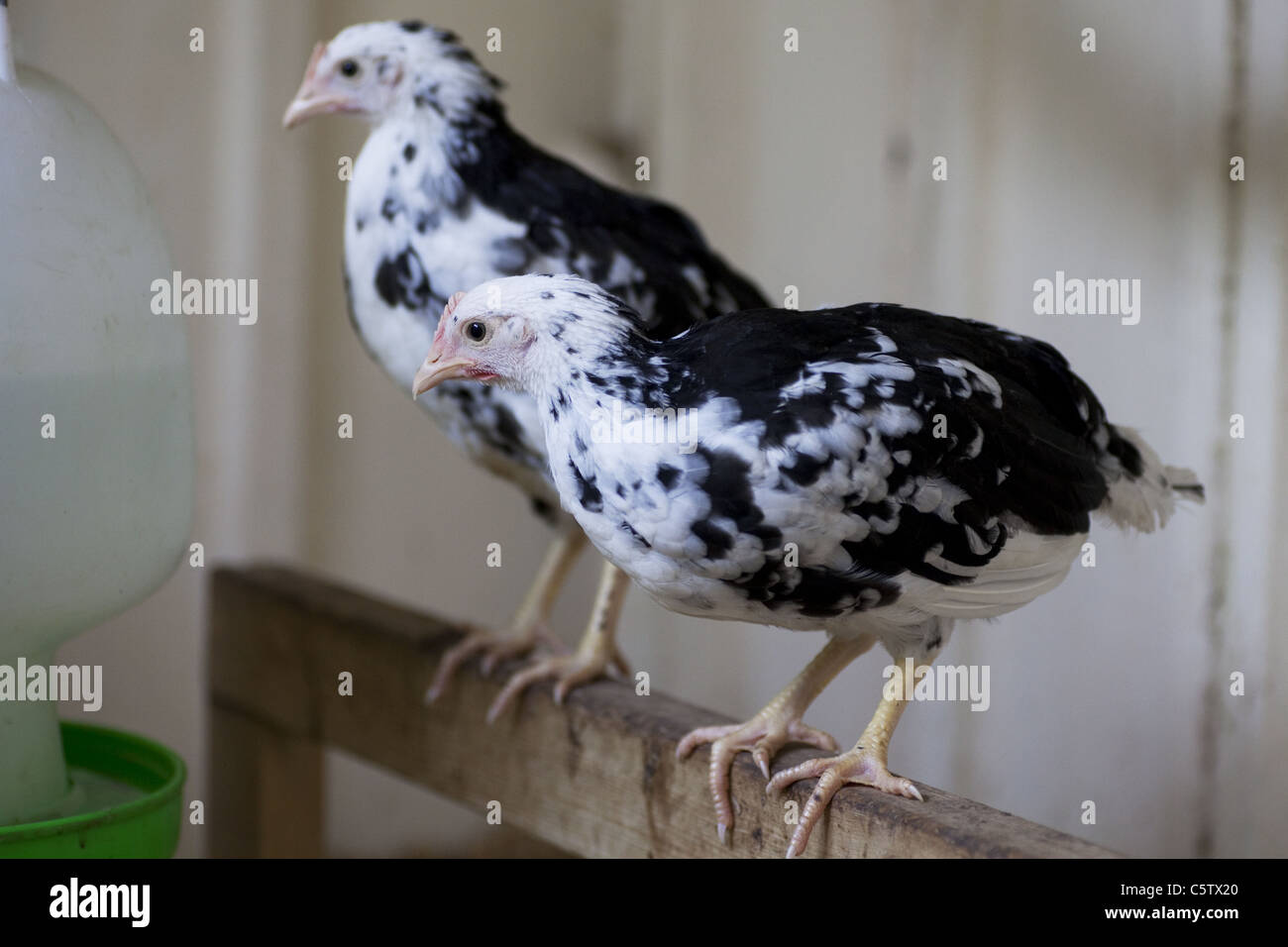 Exchequer Leghorn Chicken Stock Photo - Alamy