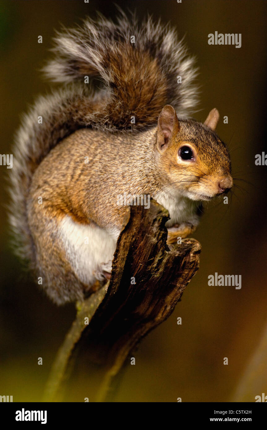 Grey squirrel uk hi-res stock photography and images - Alamy