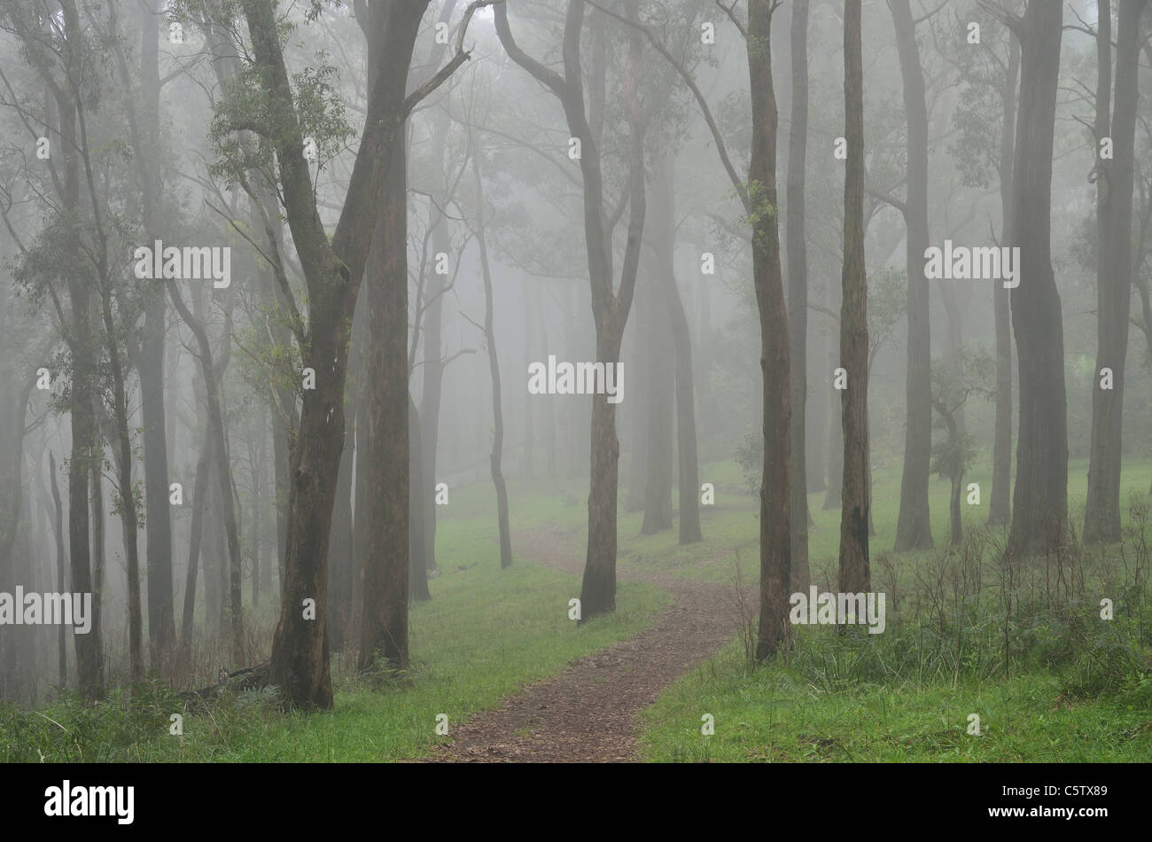 Australia, Victoria, Dandenong Ranges, Dandenong Ranges National Park ...