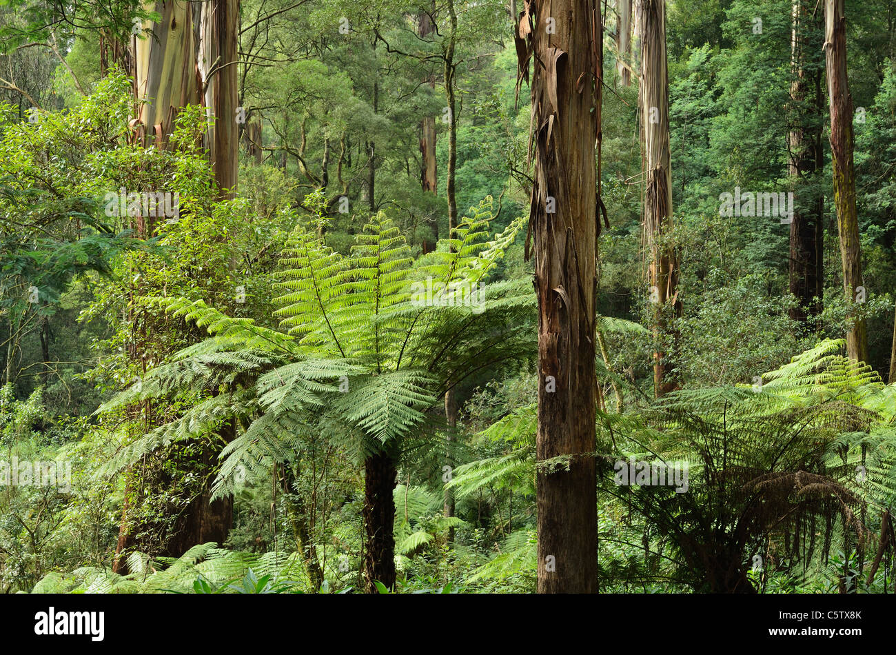 Dandenong ranges hi-res stock photography and images - Alamy