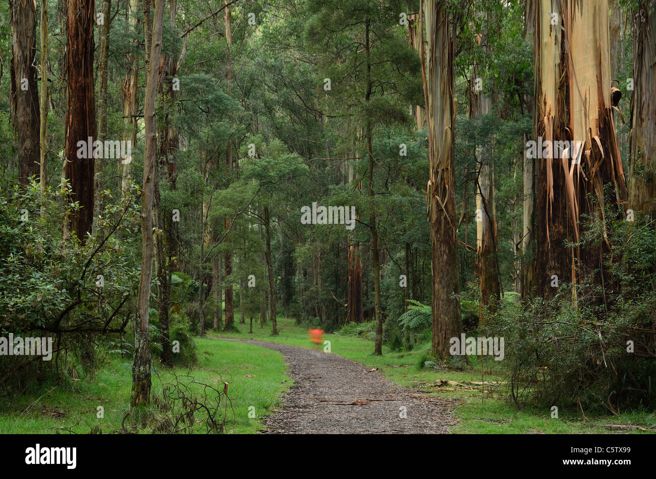 Australia, Victoria, Dandenong Ranges, Dandenong Ranges National Park ...
