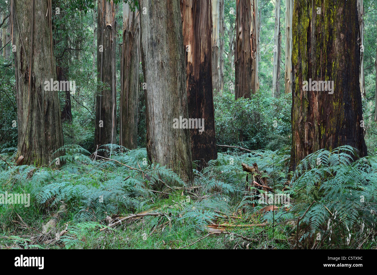 Dandenong ranges hi-res stock photography and images - Alamy