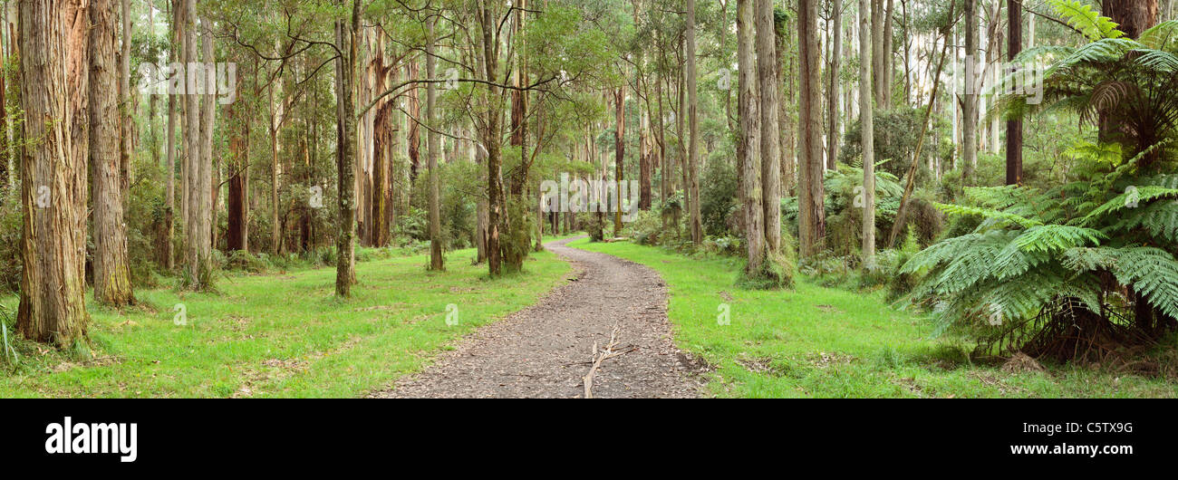 Australia, Victoria, Dandenong Ranges, Dandenong Ranges National Park ...