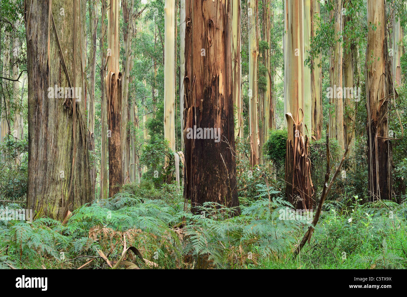Dandenong ranges hi-res stock photography and images - Alamy