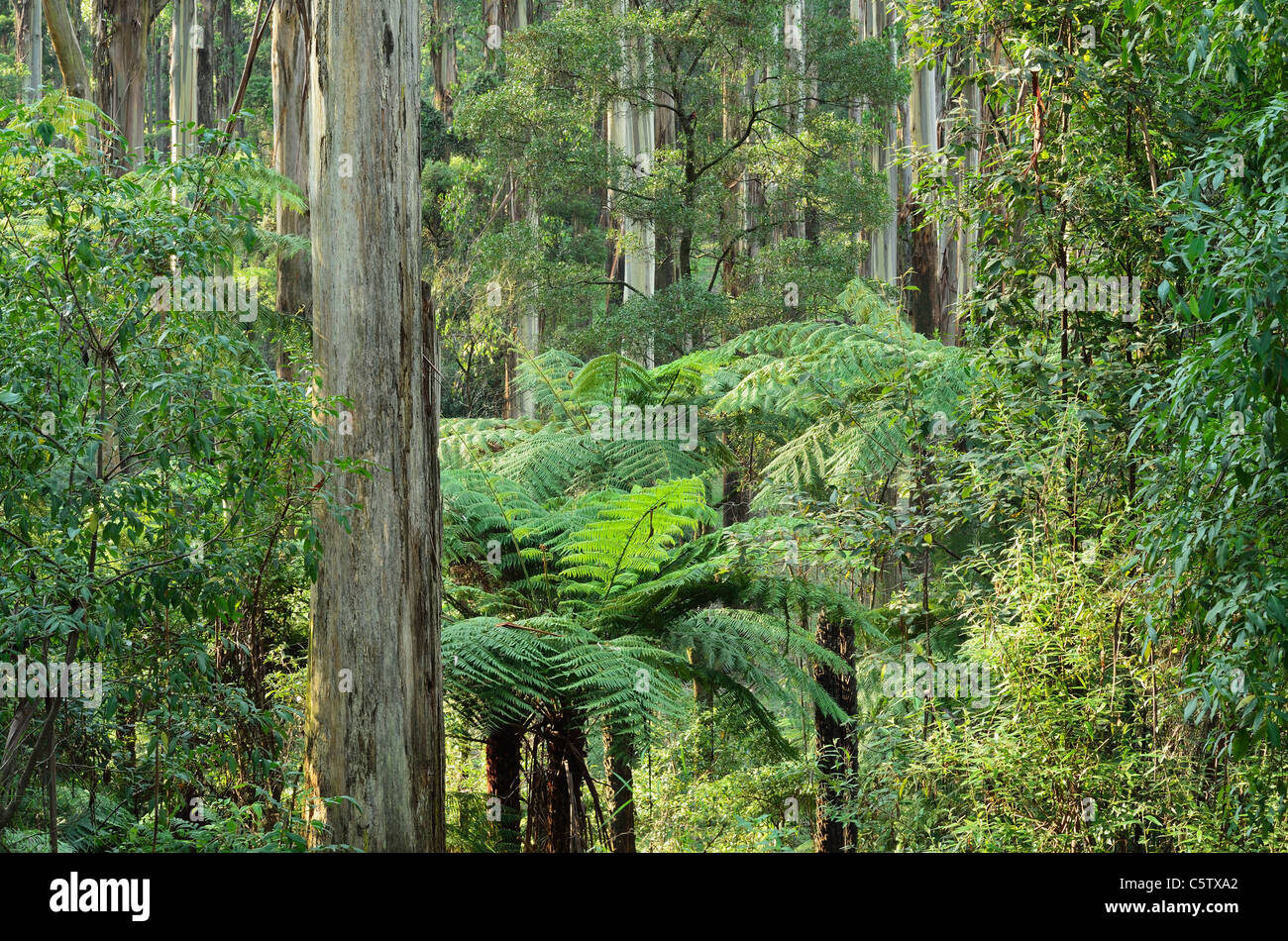 Dandenong ranges hi-res stock photography and images - Alamy