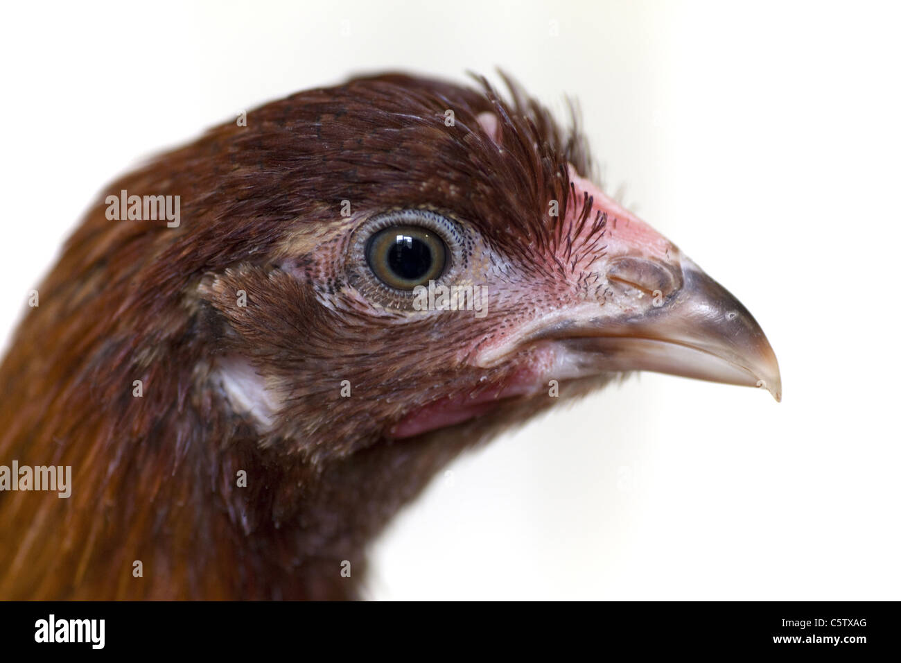 Head shot of a chicken Stock Photo - Alamy