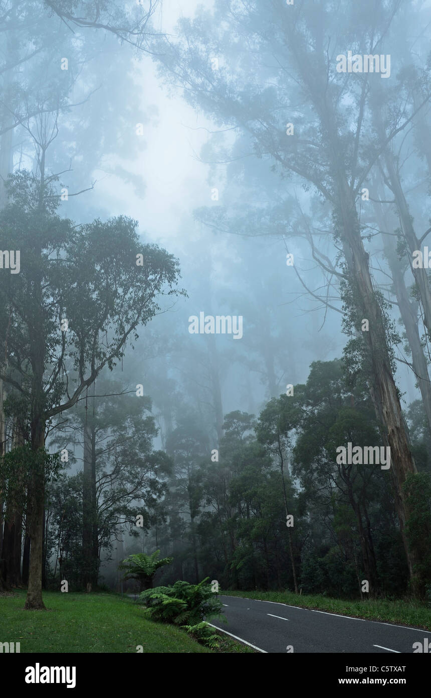 Australia, Victoria, Dandenong Ranges, Dandenong Ranges National Park ...