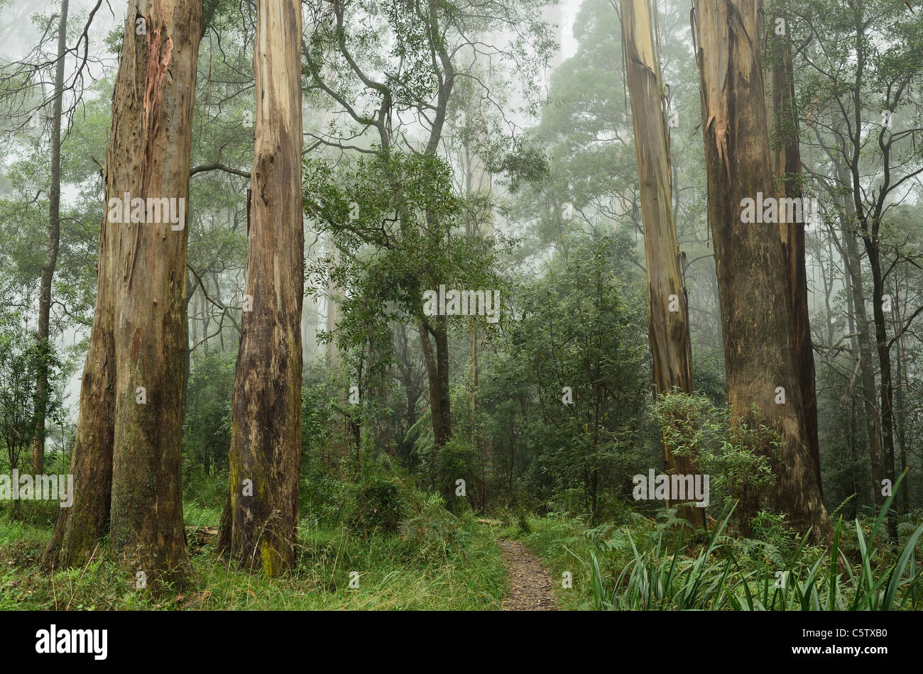 Australia, Victoria, Dandenong Ranges, Dandenong Ranges National Park ...