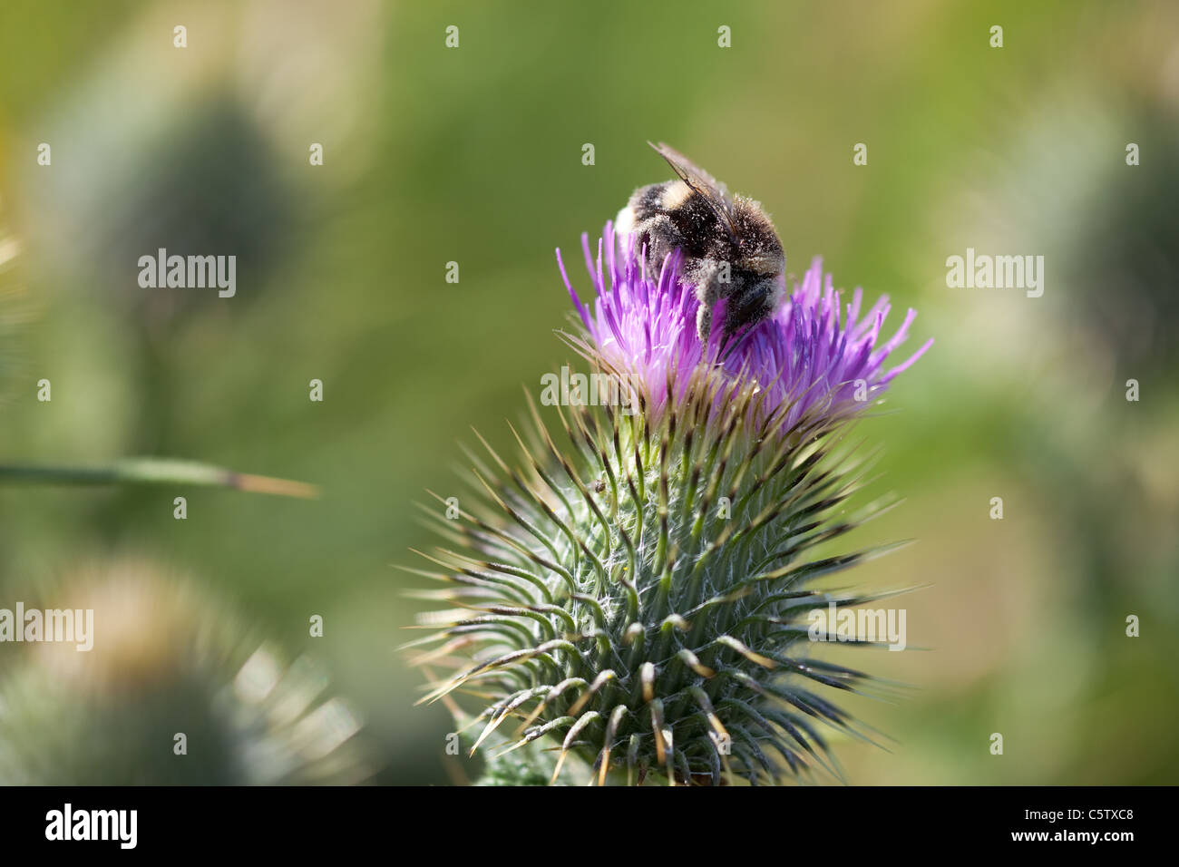 Bee covered in pollen gathering nectar from Scottish Thistle Stock ...