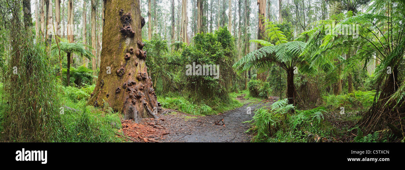 Australia, Victoria, Dandenong Ranges, Dandenong Ranges National Park ...