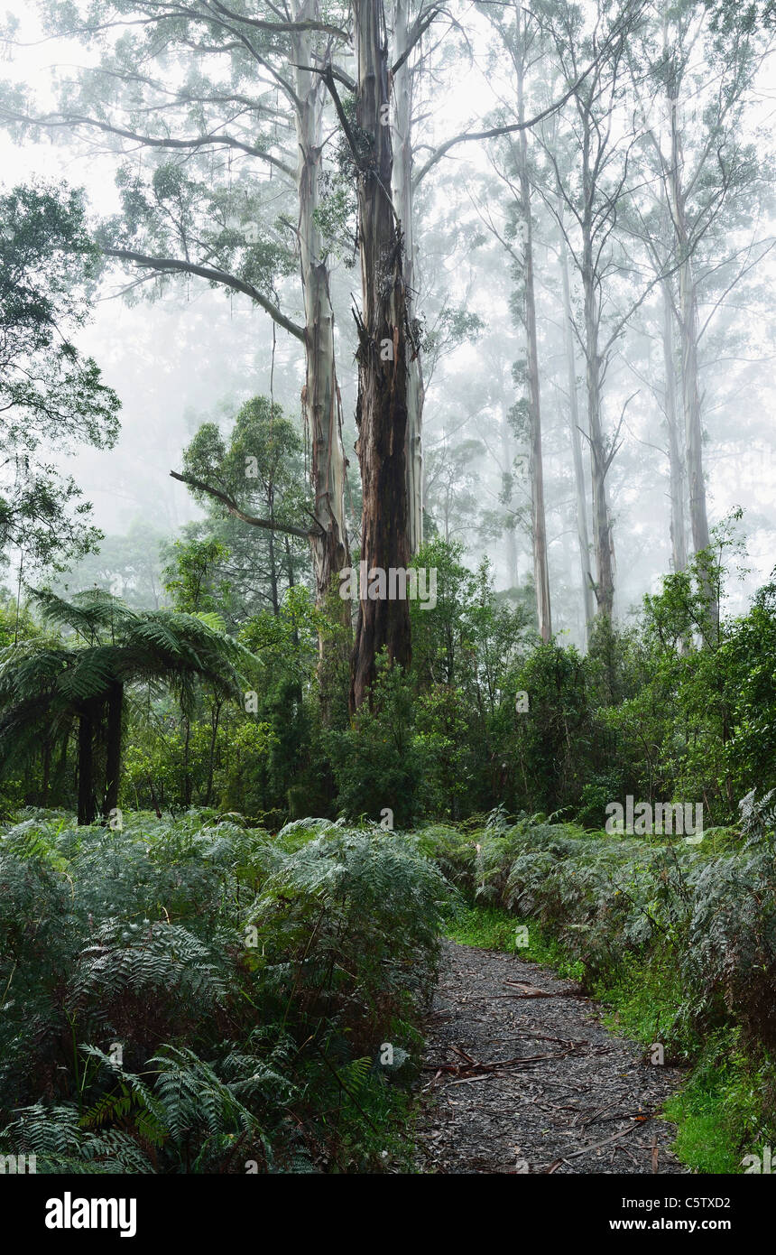 Australia, Victoria, Dandenong Ranges, Dandenong Ranges National Park ...