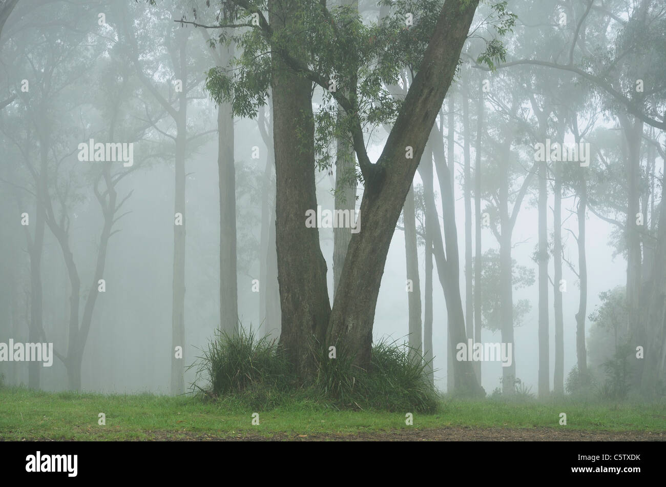 Mountain ash tree australia hi-res stock photography and images - Alamy
