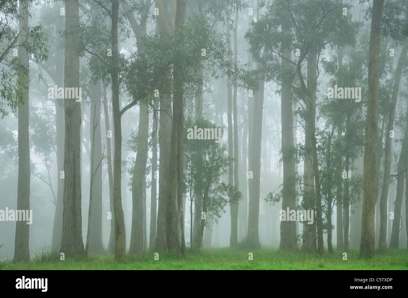 Australia, Victoria, Dandenong Ranges, Dandenong Ranges National Park ...