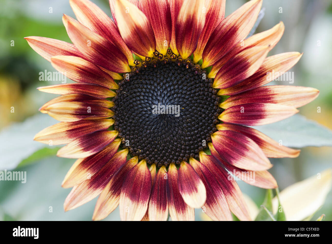 Helianthus annuus. Sunflower pastiche Stock Photo - Alamy