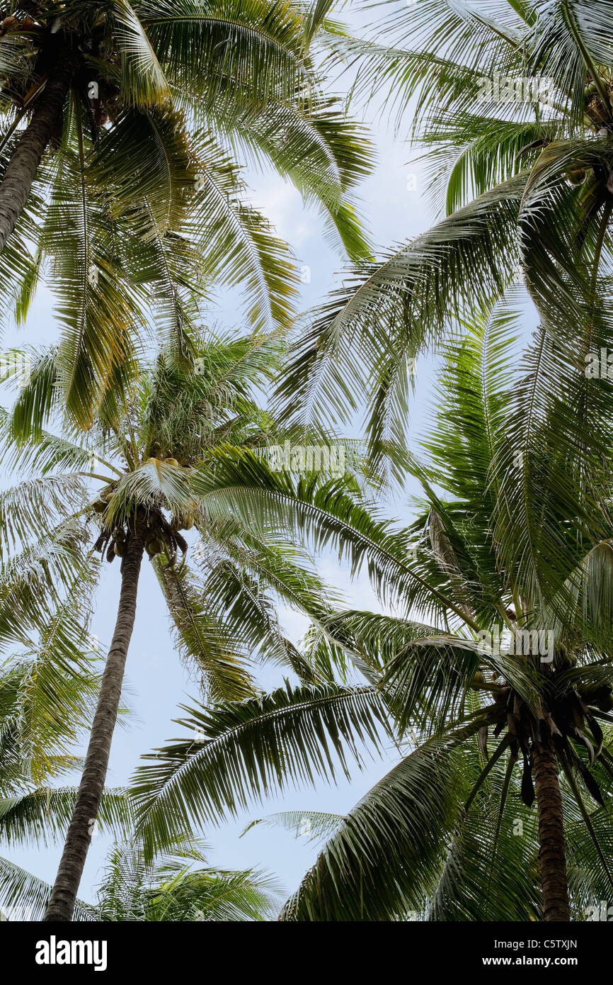 Bali palm trees hi-res stock photography and images - Alamy