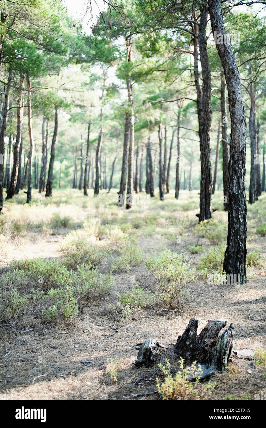 Greece. Pine tree forest Stock Photo - Alamy