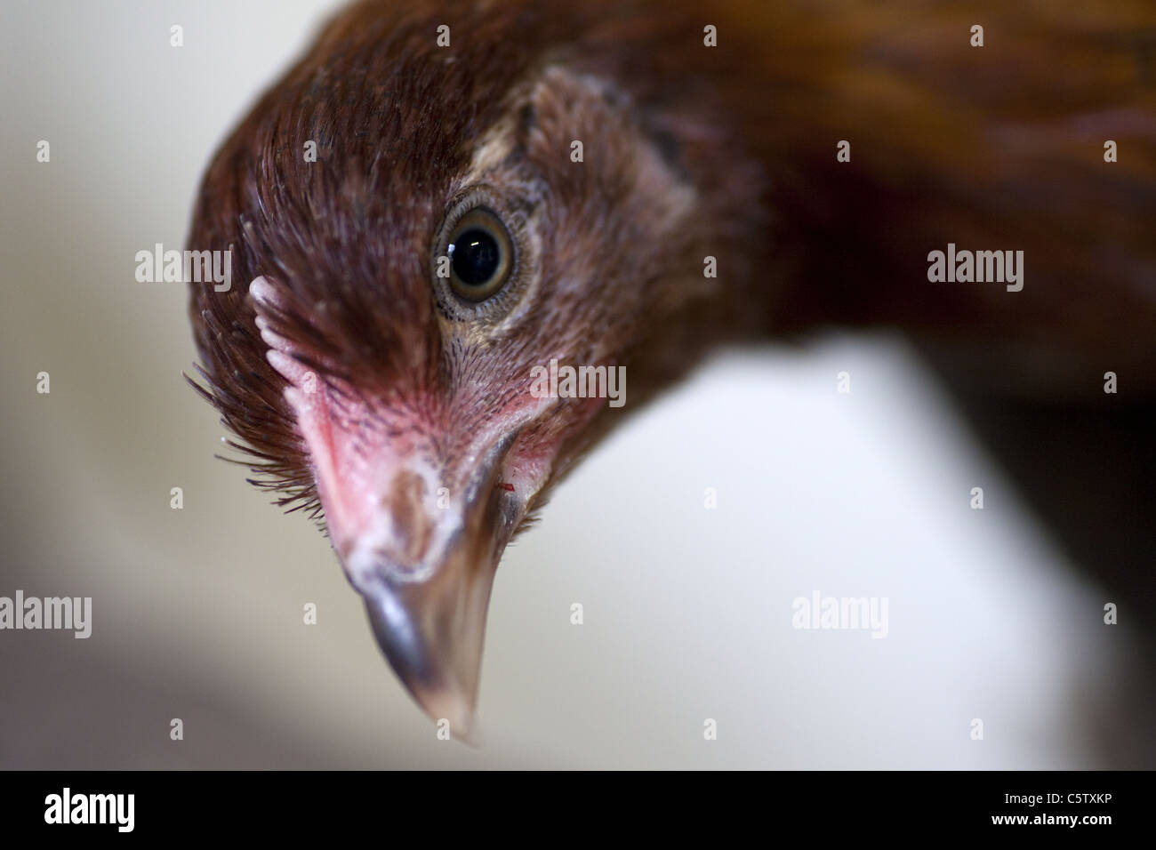 Welsummer chicken hi-res stock photography and images - Alamy