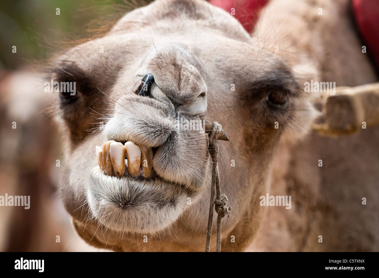 Camel waits for return of Chinese tourist that it carried up the ...