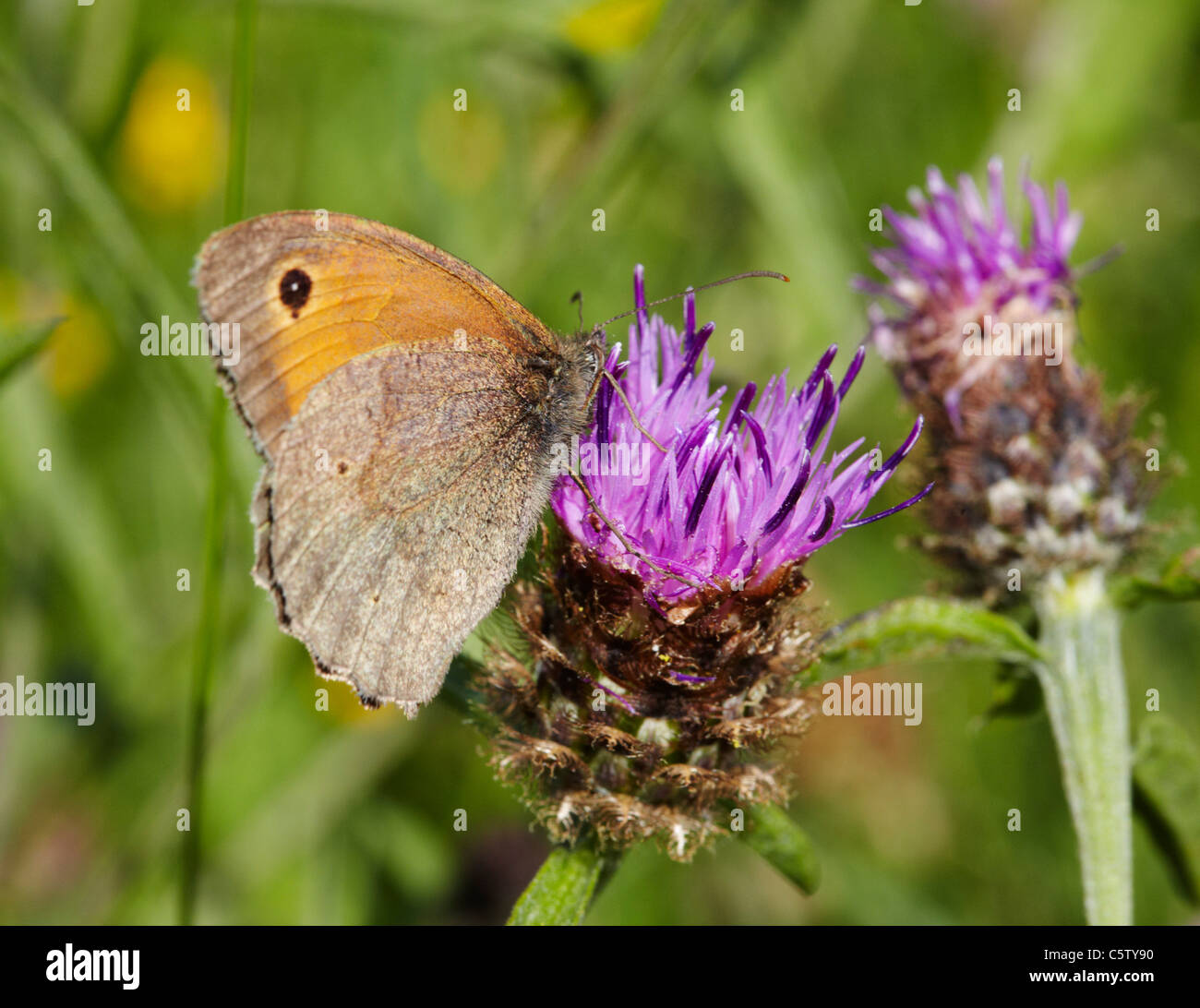Meadow Brown butterfly on Knapweed. Hurst Meadows, West Molesey, Surrey ...