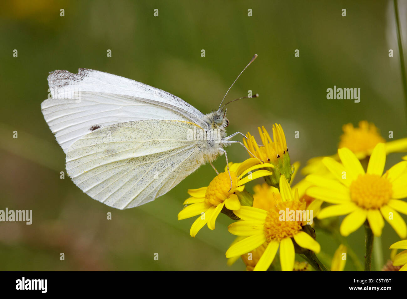 The small white butterfly hi-res stock photography and images - Alamy