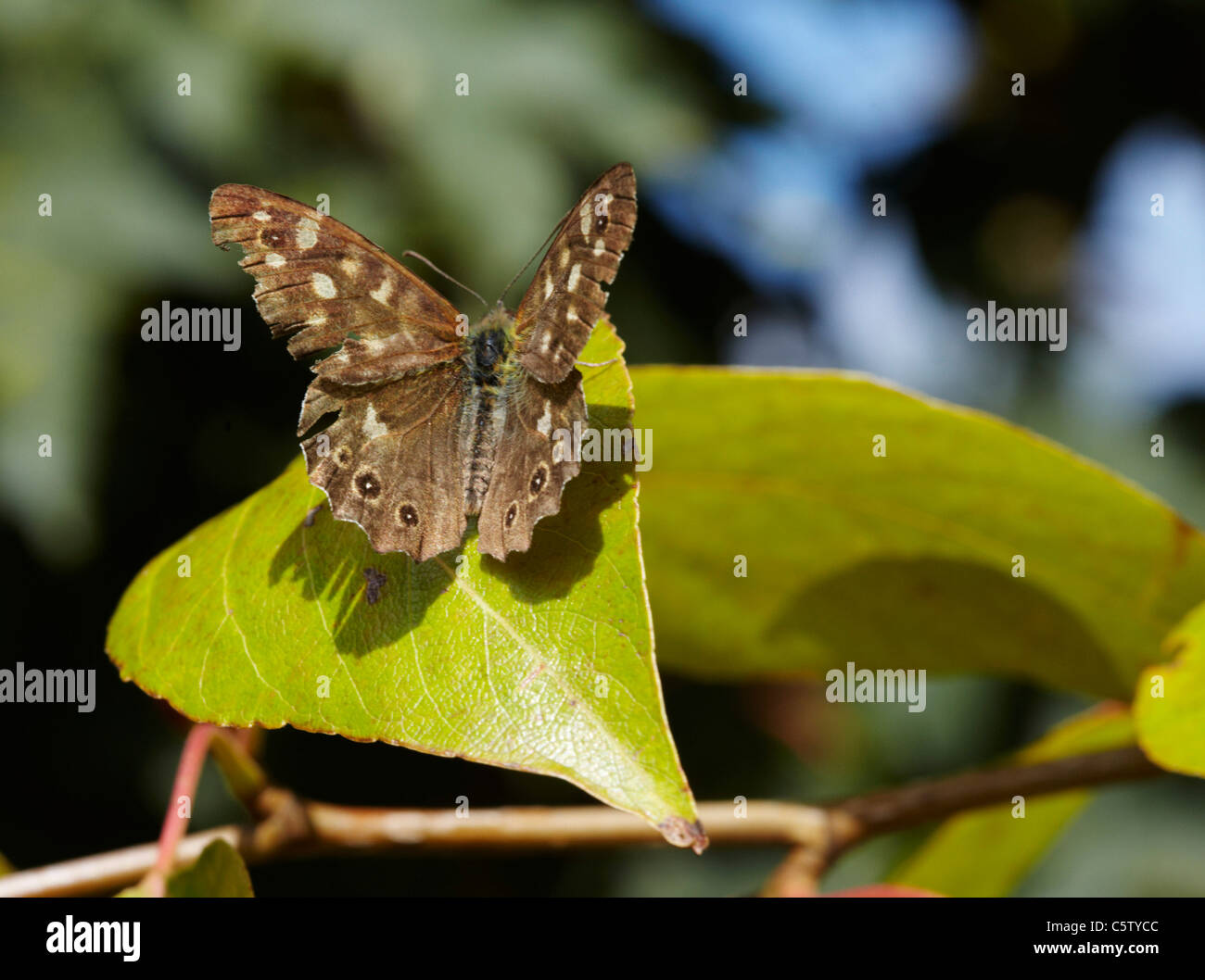 Speckled Wood butterfly. Hurst Meadows, West Molesey, Surrey, England ...