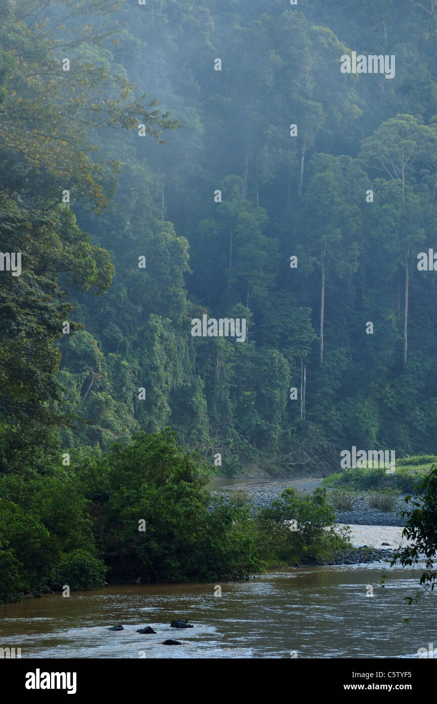 The primary rainforest of the Danum River Valley, Sabah, Borneo Stock ...