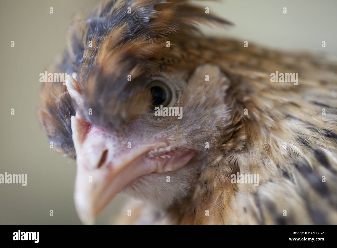 Head shot of Cream legbar Hen Stock Photo - Alamy