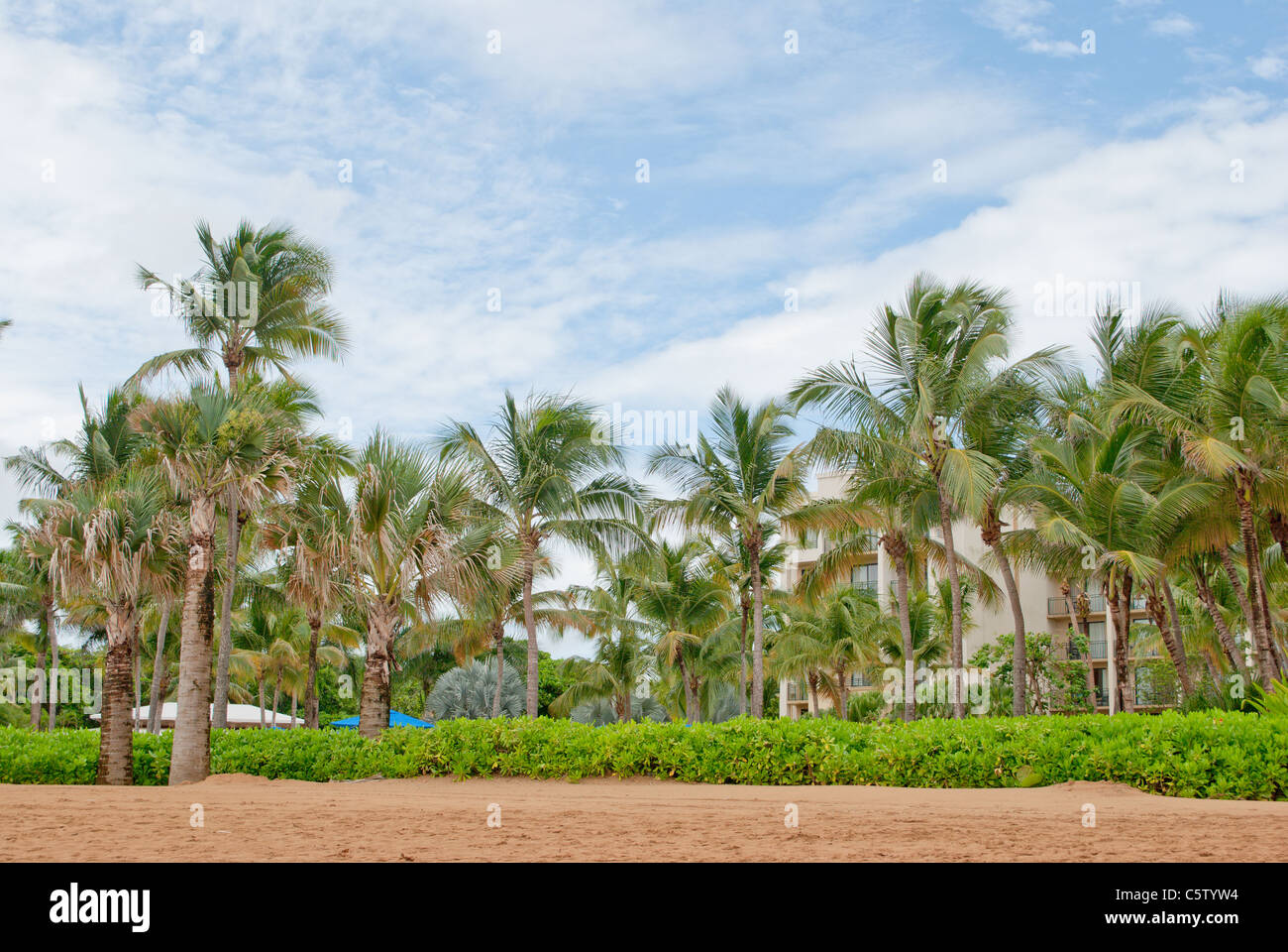 Palm trees on the beach Stock Photo - Alamy