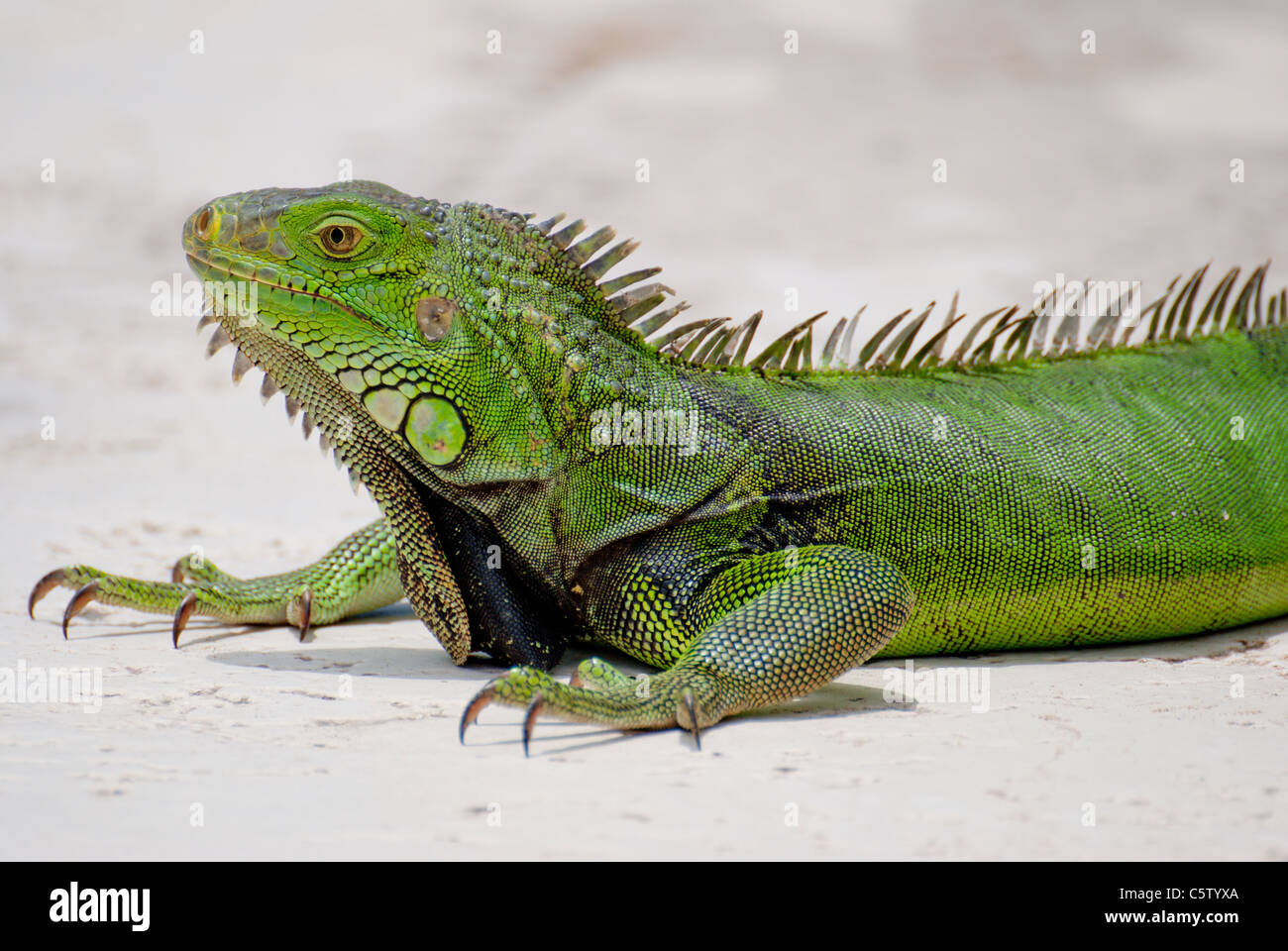 Close up of iguana Stock Photo - Alamy