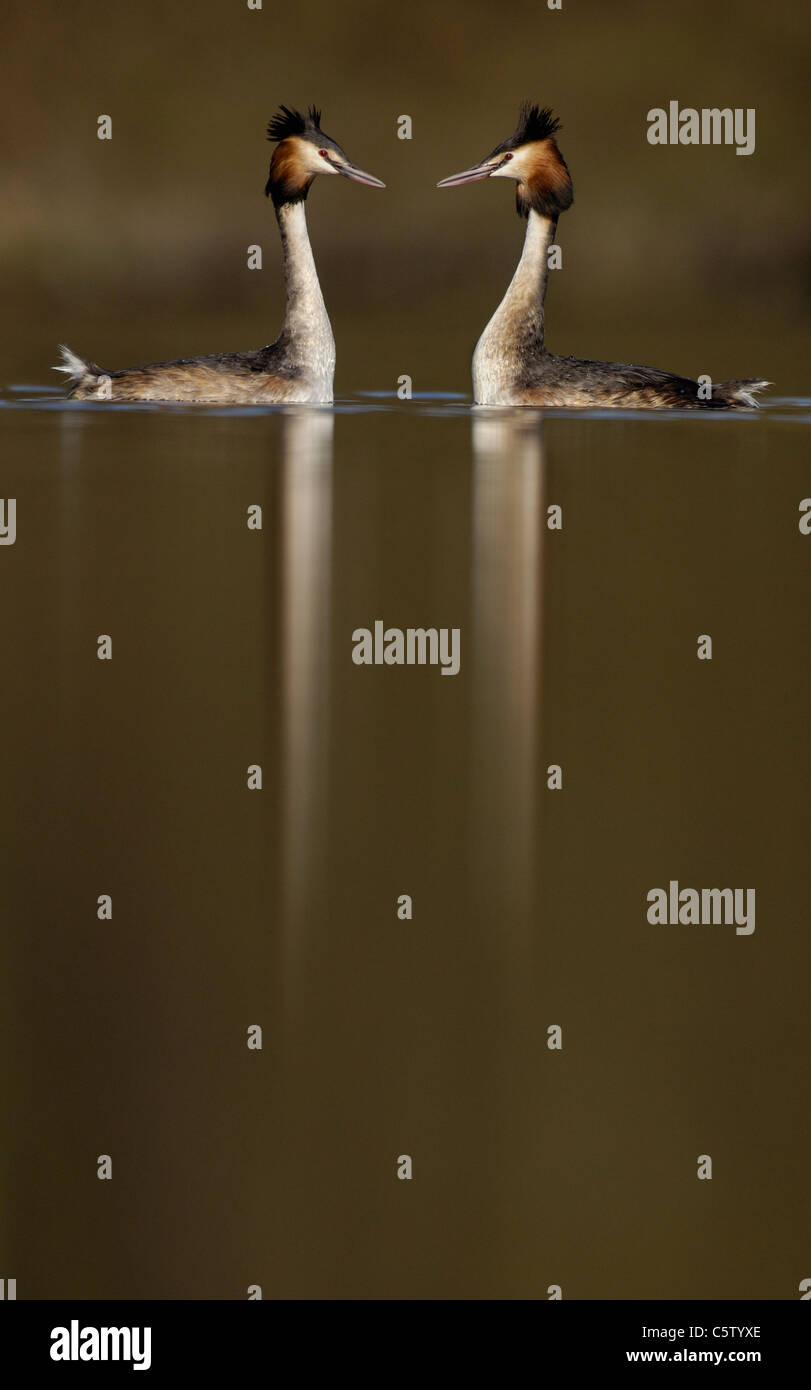 Great crested grebe courtship dance hi-res stock photography and images ...