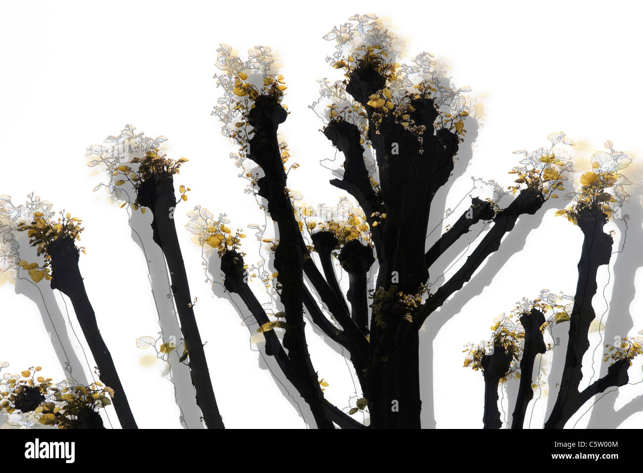 Treetop, top edge, close-up Stock Photo - Alamy