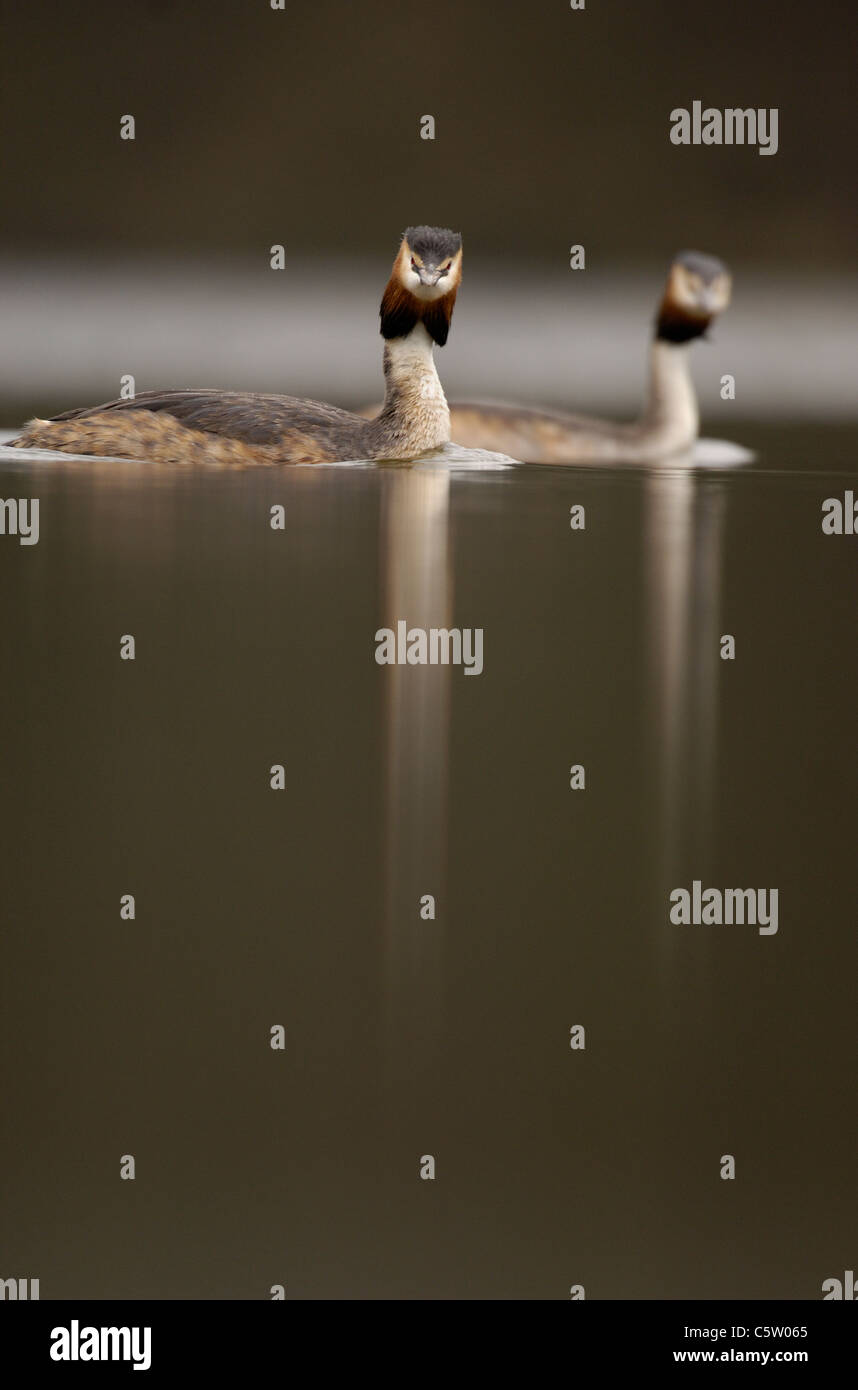 GREAT CRESTED GREBE Podiceps cristatus A pair of adults glide past on a ...