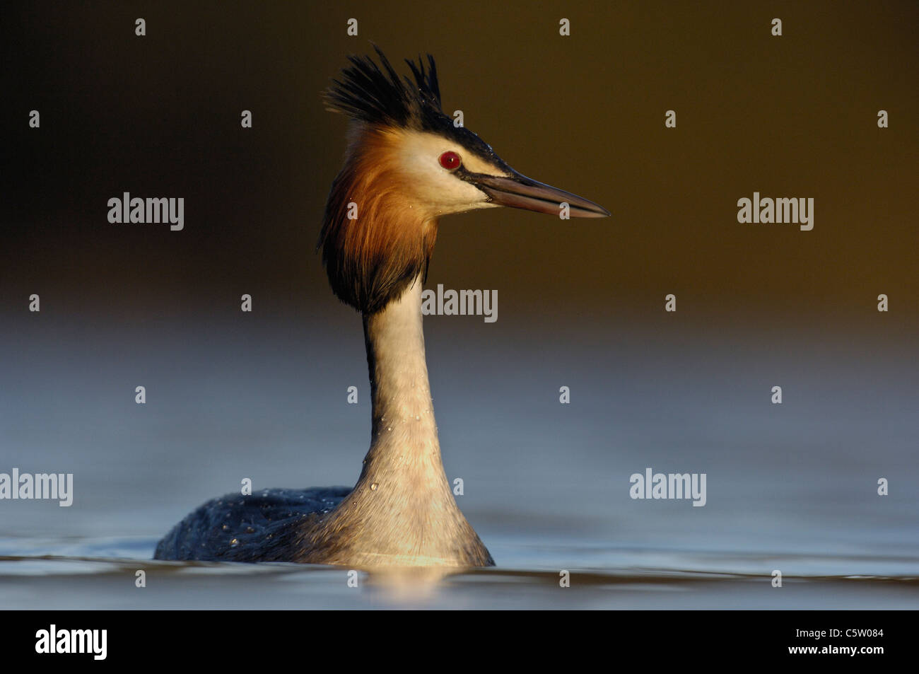 GREAT CRESTED GREBE Podiceps cristatus Portrait of an adult in breeding ...